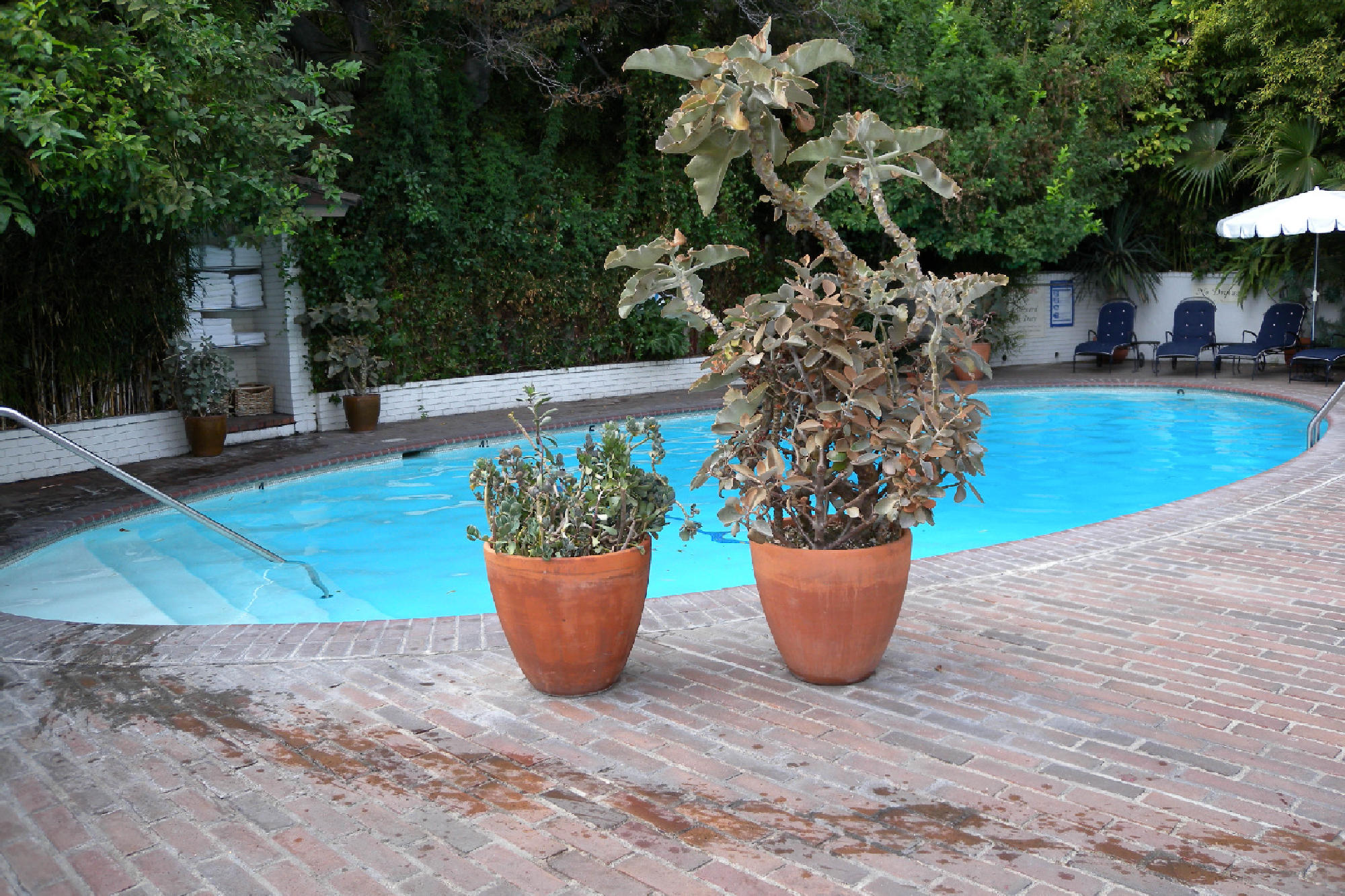 Tony and Tab at the Pool — a Chateau Marmont Tale – Shawn Levy Dot Com